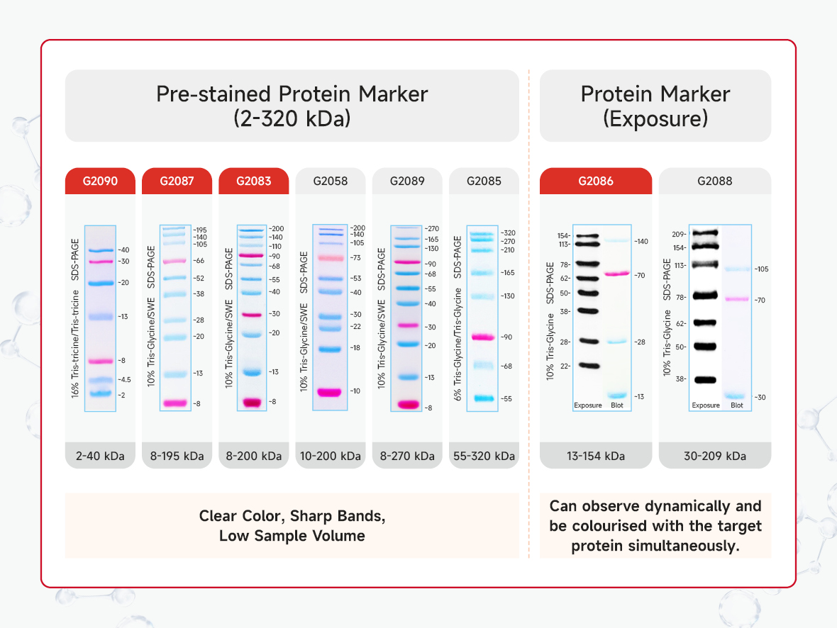 Servicebio Biological | Products _Servicebio_ Wuhan Servicebio ...