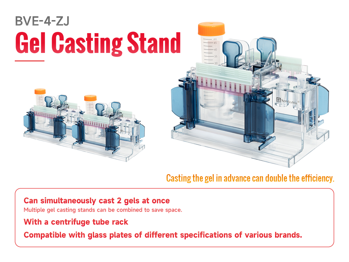 Servicebio Biological | Products _Servicebio_ Wuhan Servicebio ...